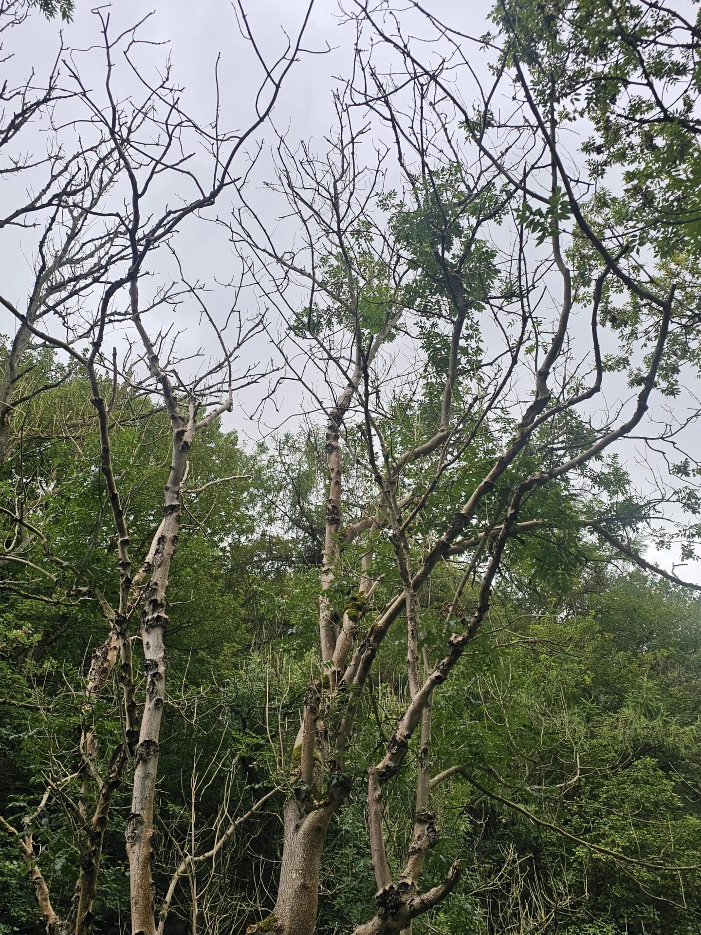 Ash Dieback in Manchester | Symptoms & Safe Tree Removal