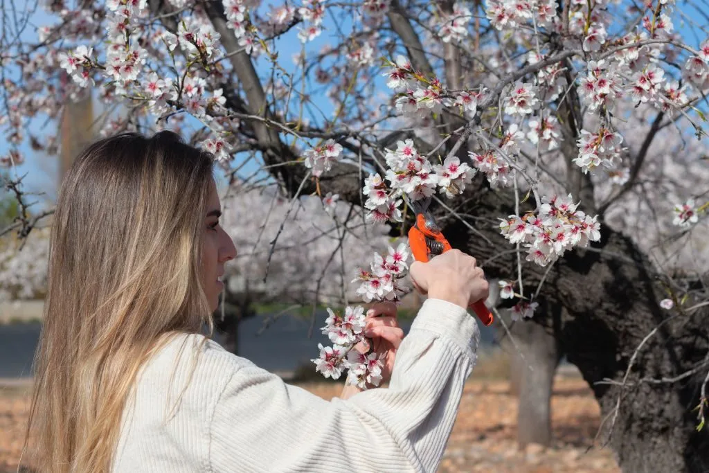 When to Prune Flowering Cherry Tree | Woodfelder Blog