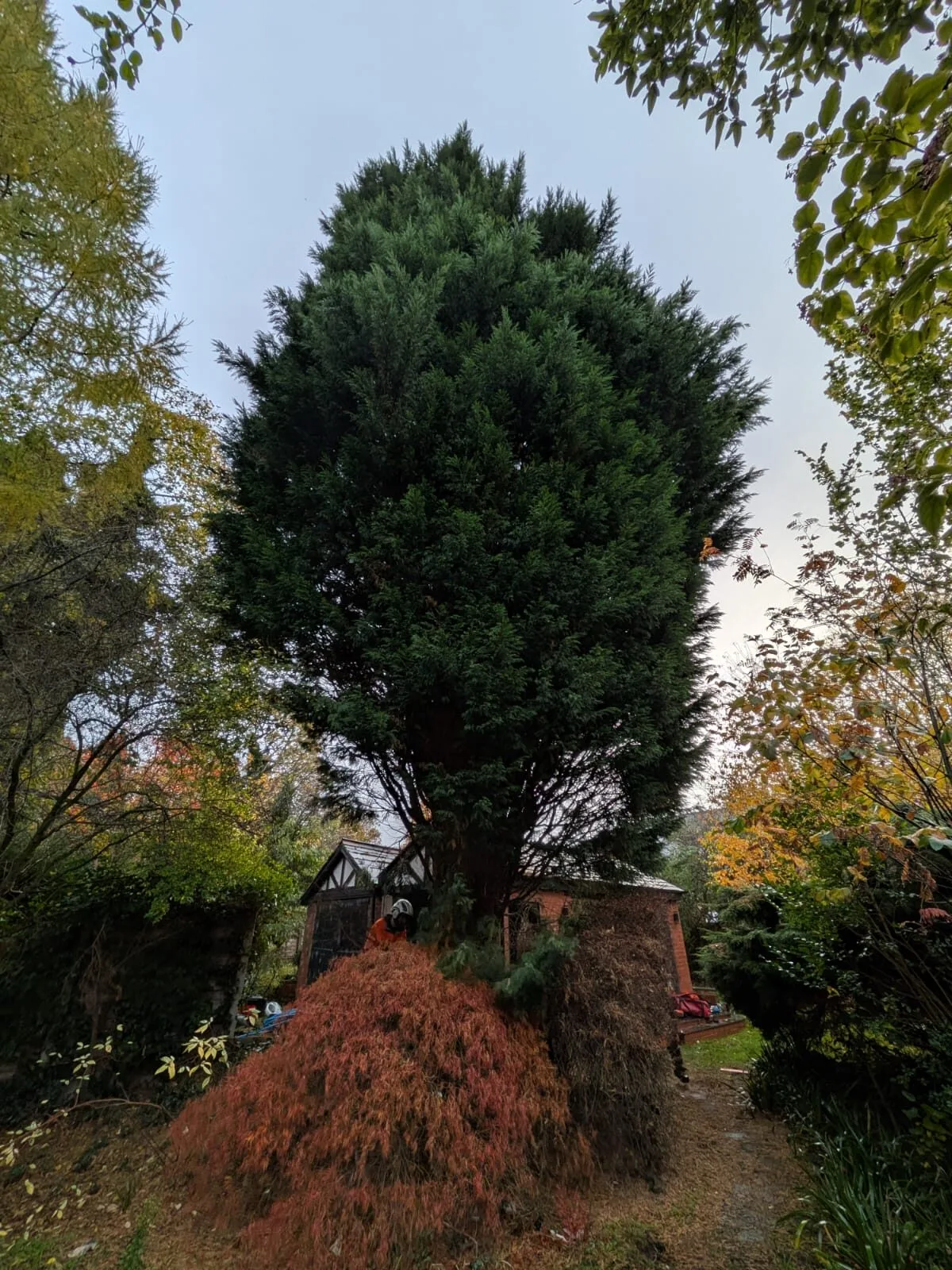 Conifer Removal | Conservation Area | Whalley Range